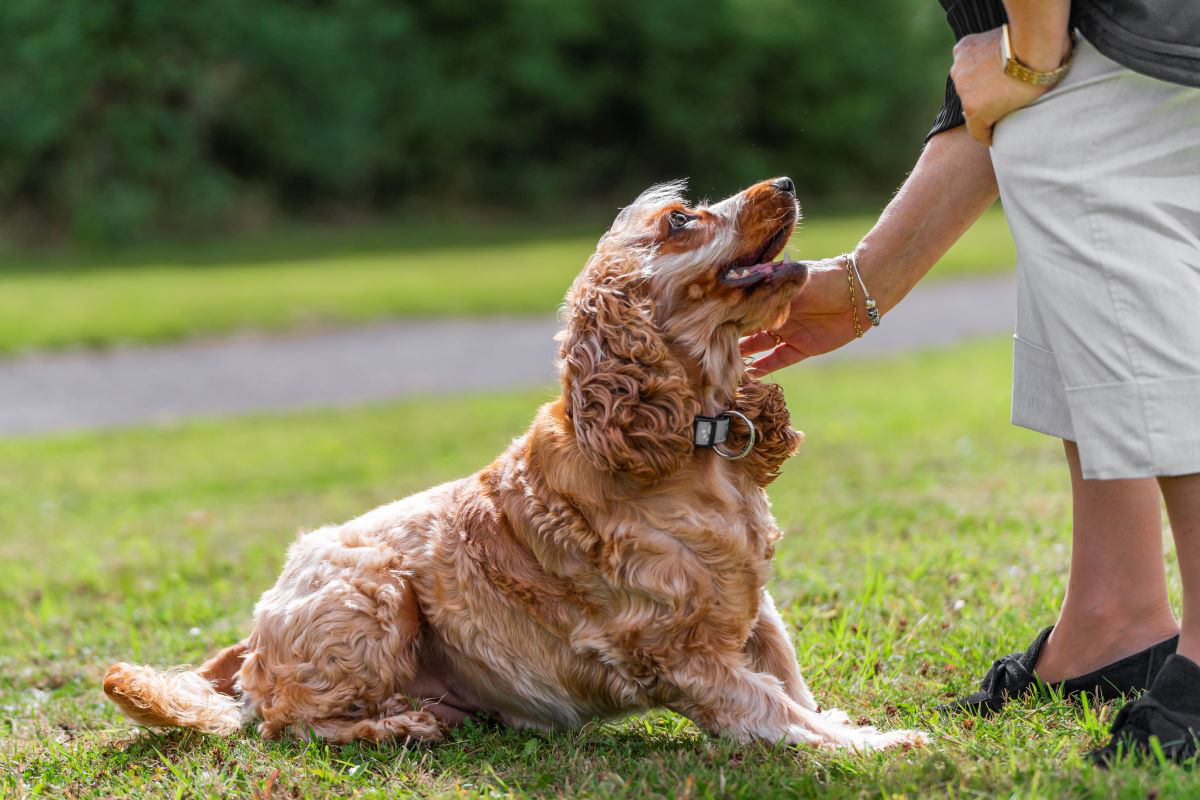 The most common causes of itchy skin in dogs I Zoetis Pets